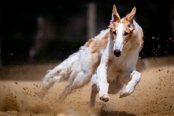 Die Zukunft der Lebenssimulation: inZOI und die WickedZoi-Mod ...